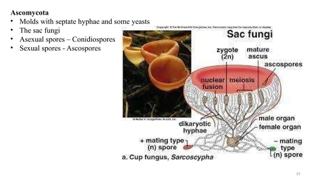 Study of morphology, classification, reproduction or replication and ...