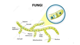 Study of morphology, classification, reproduction or replication and ...