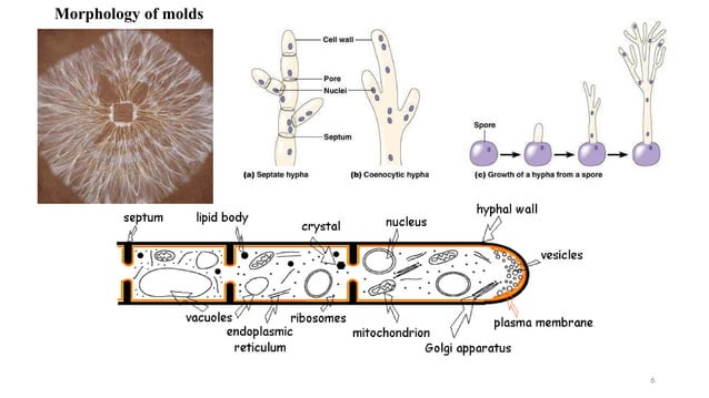 Study of morphology, classification, reproduction or replication and ...