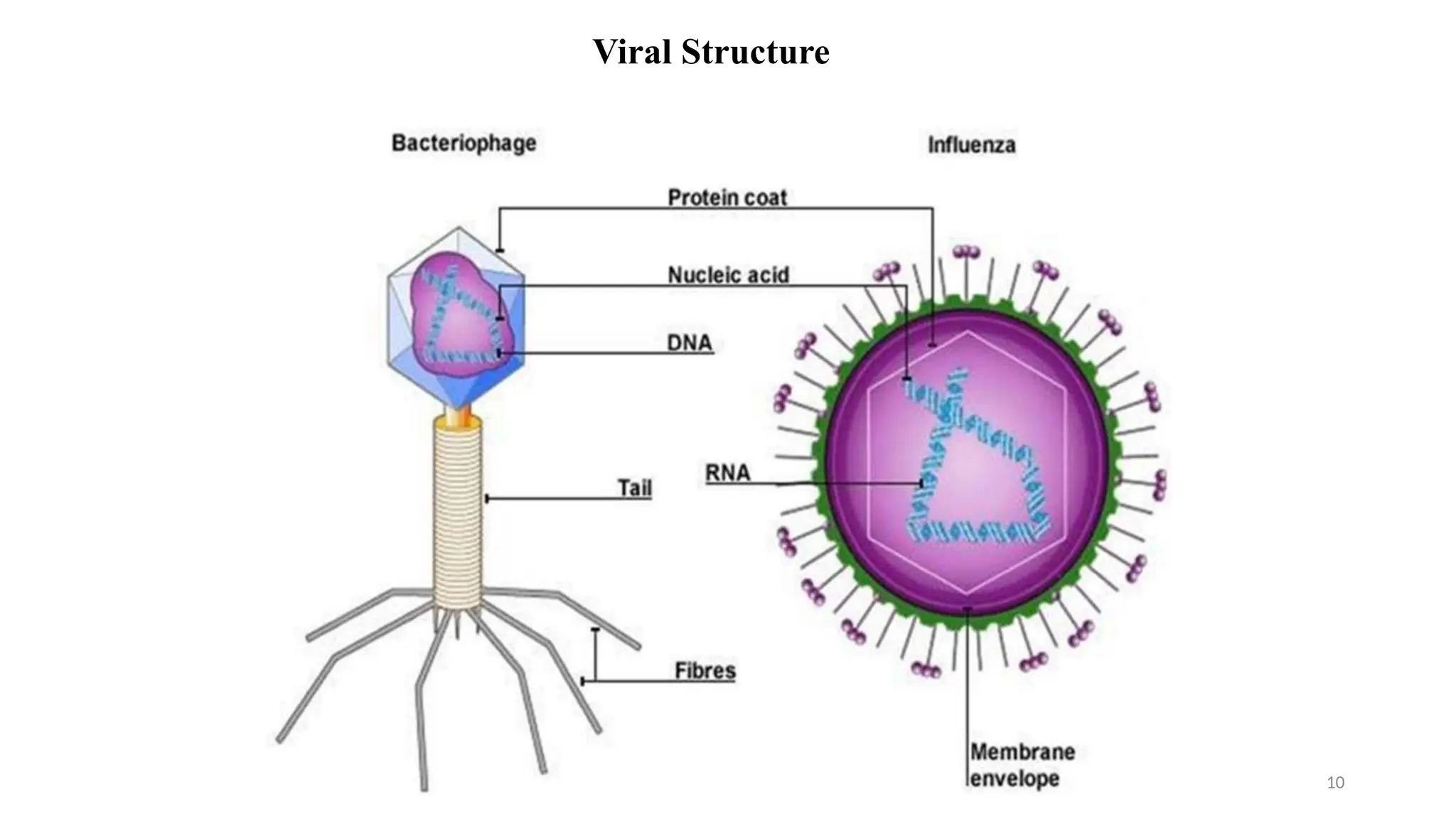 Study of morphology, classification, reproduction or replication and cultivation of Viruses | PPTX