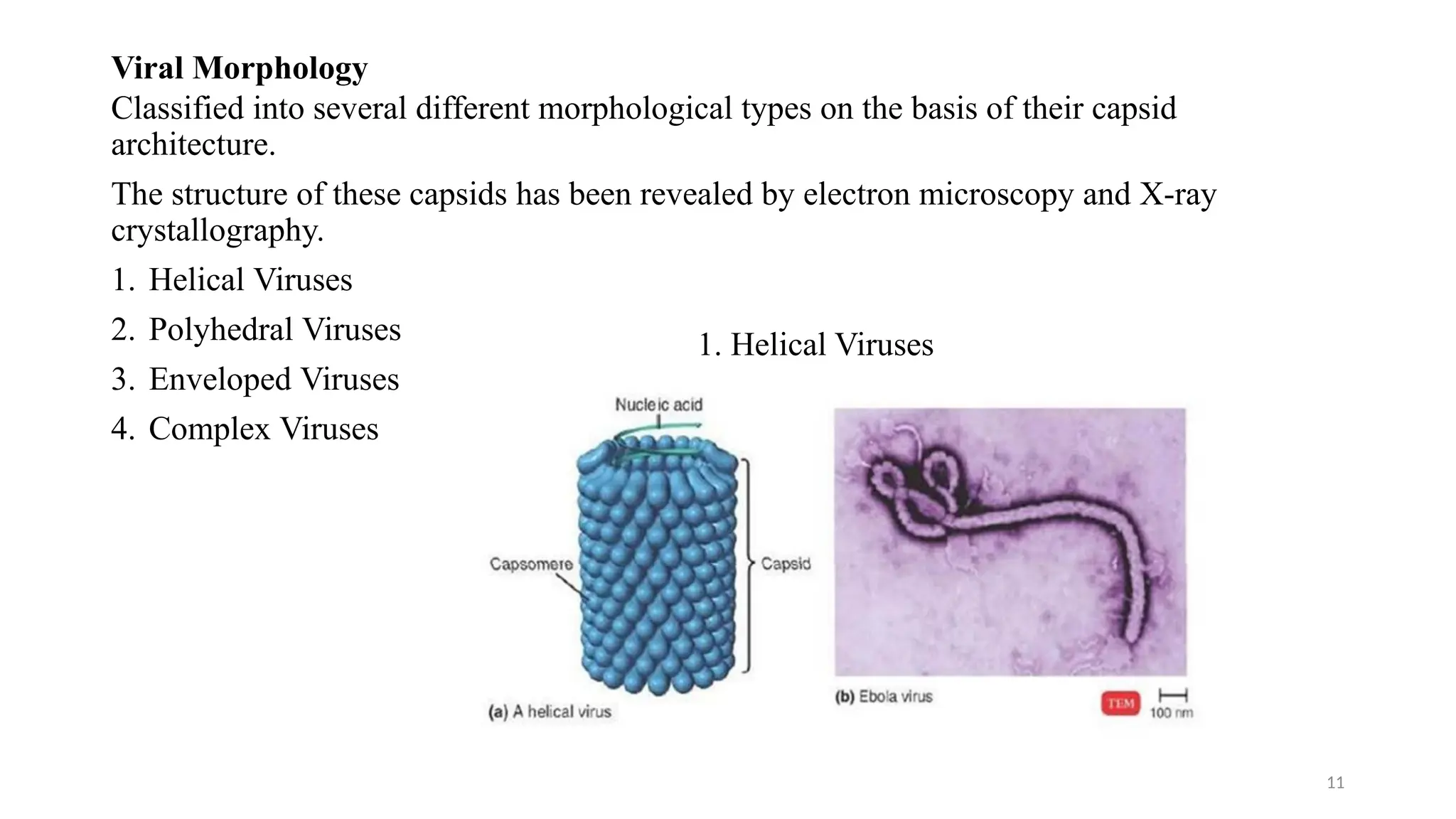 Study of morphology, classification, reproduction or replication and cultivation of Viruses | PPTX