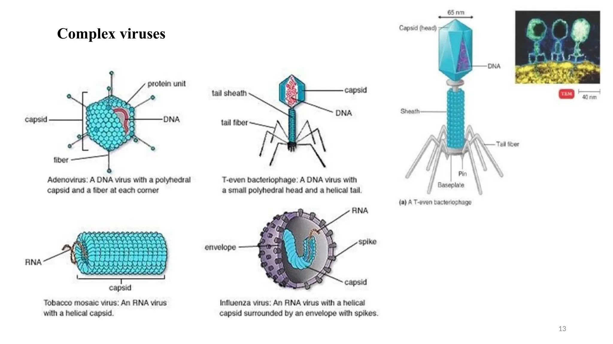Study of morphology, classification, reproduction or replication and cultivation of Viruses | PPTX