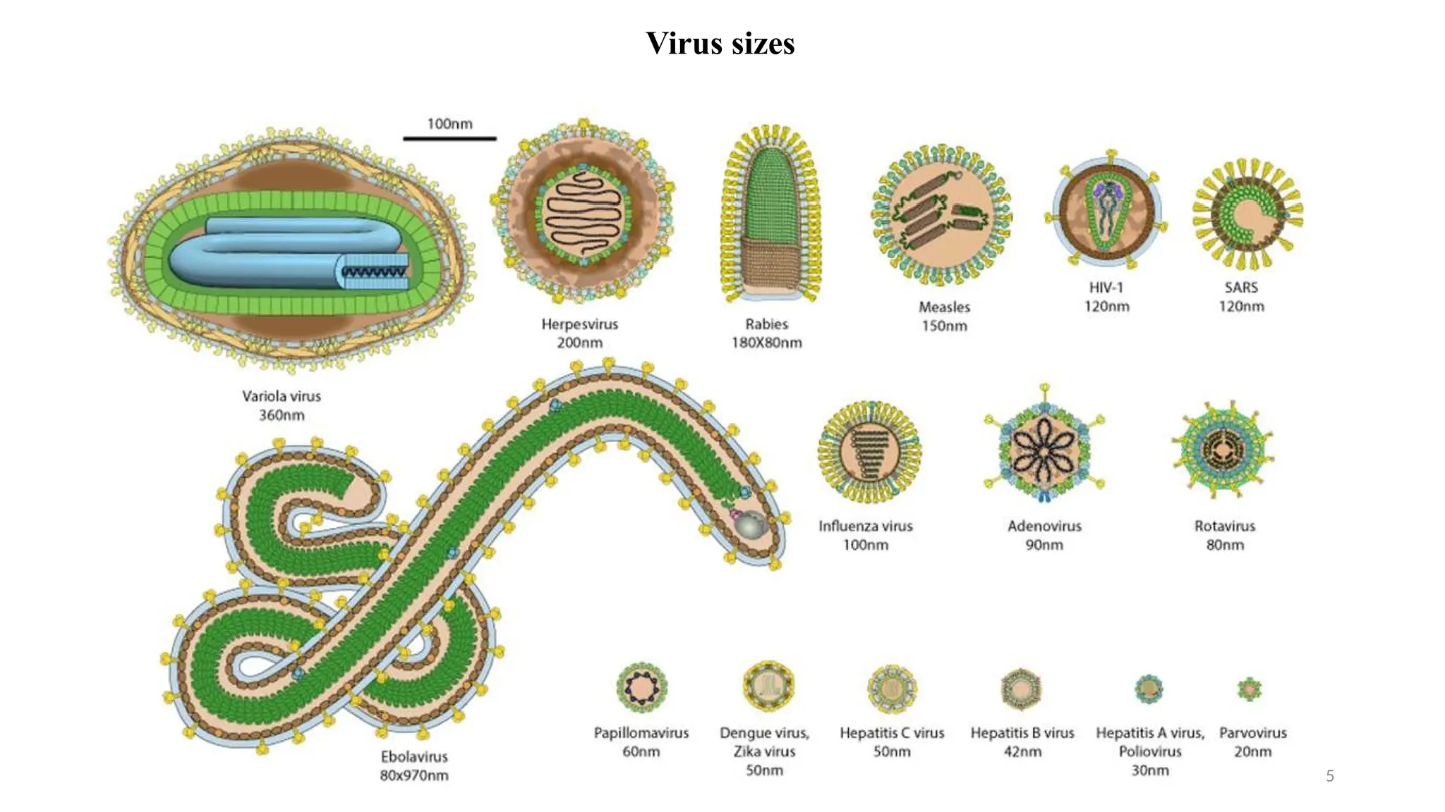 Study of morphology, classification, reproduction or replication and cultivation of Viruses | PPTX