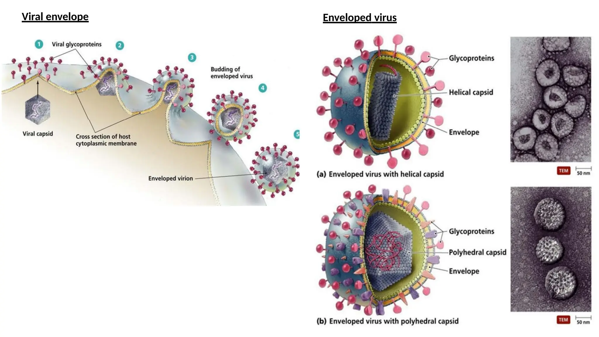 Study of morphology, classification, reproduction or replication and ...