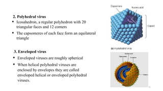 Study of morphology, classification, reproduction or replication and ...