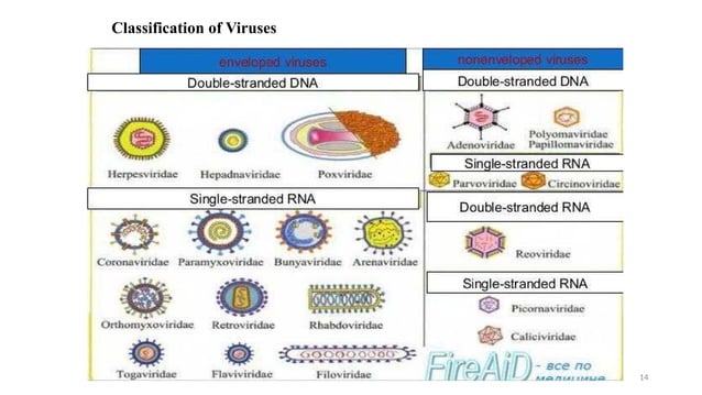 Study of morphology, classification, reproduction or replication and ...