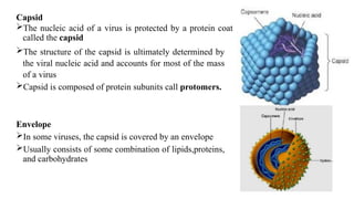 Study of morphology, classification, reproduction or replication and ...