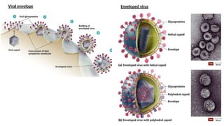 Study of morphology, classification, reproduction or replication and ...