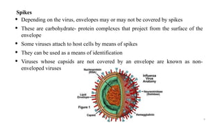 Study of morphology, classification, reproduction or replication and ...