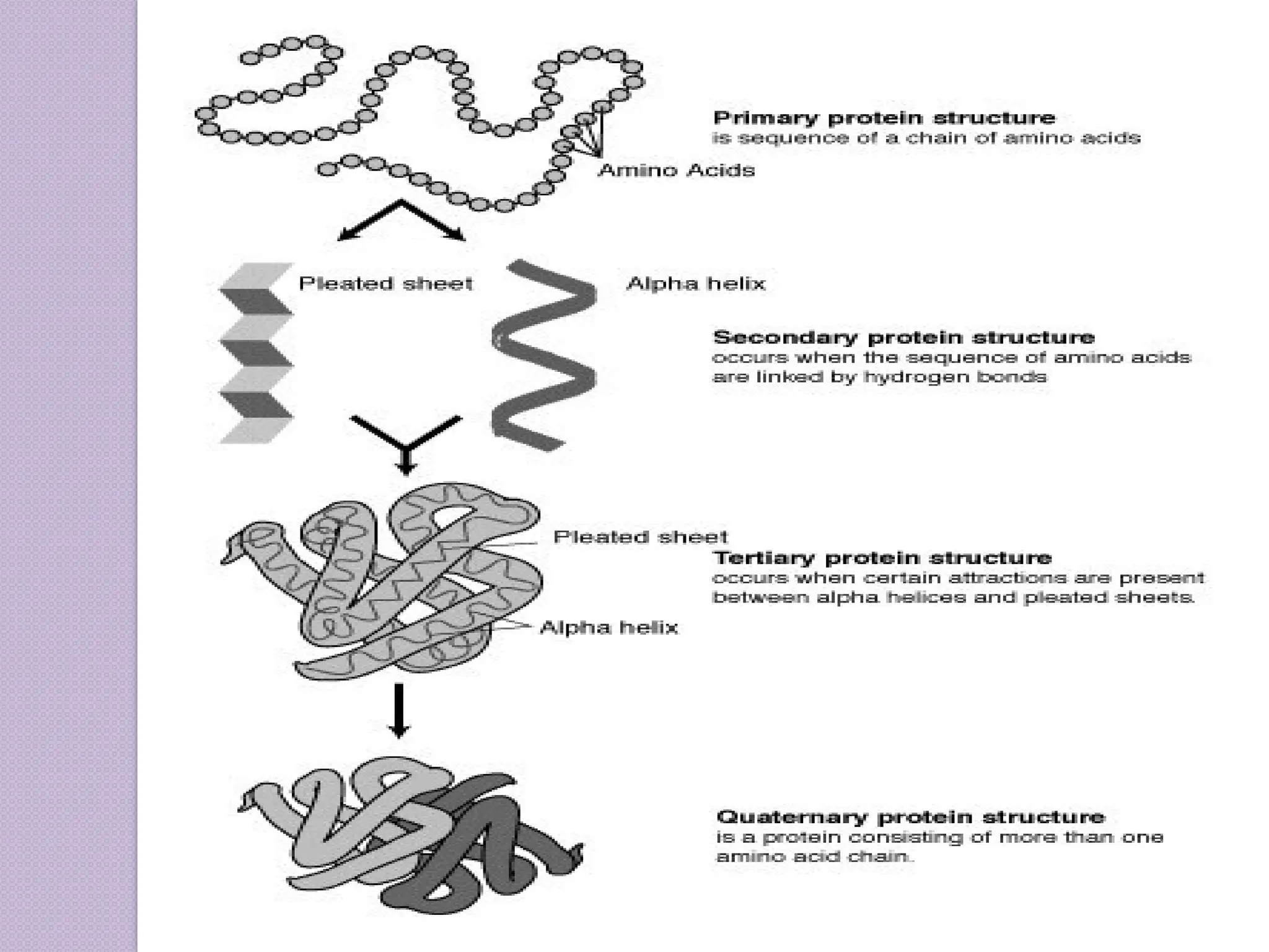 Protein structure prediction and classification.pptx