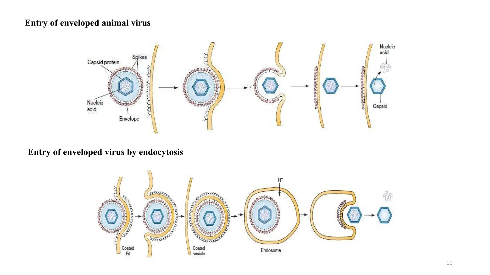 A complete overview of Replication in viruses | PPT