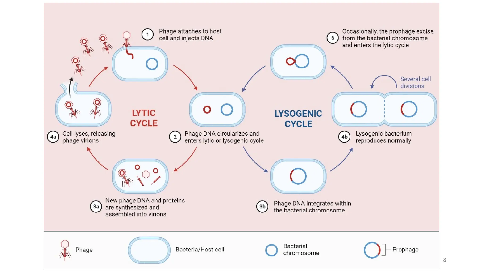 A complete overview of Replication in viruses | PPT