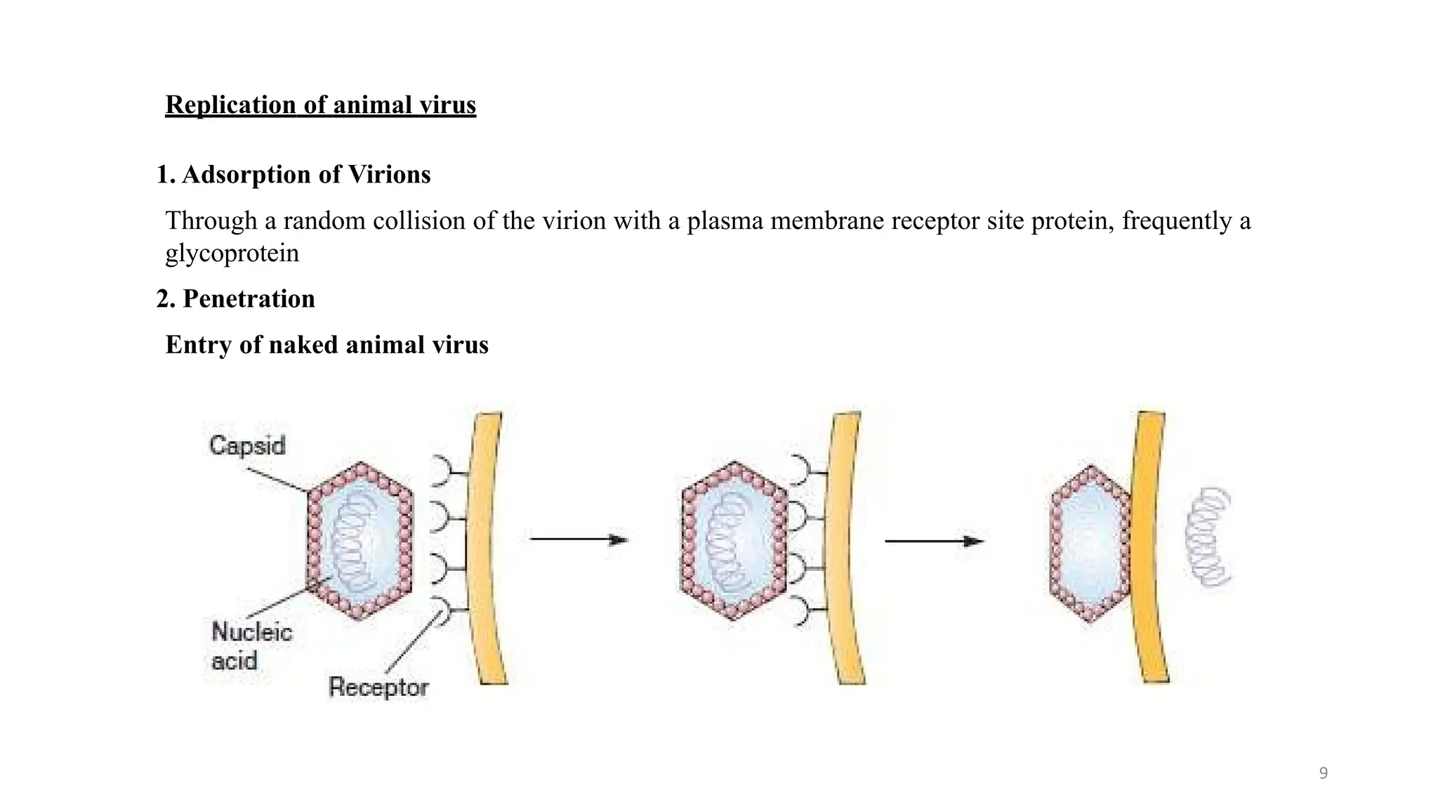 A complete overview of Replication in viruses | PPT