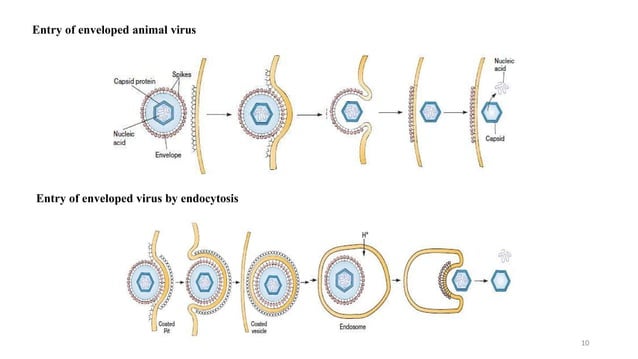 A complete overview of Replication in viruses | PPT