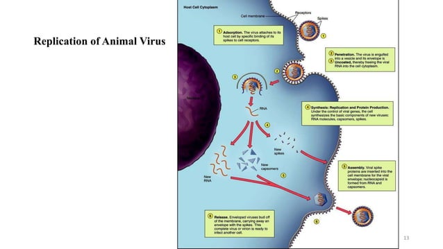A complete overview of Replication in viruses | PPT