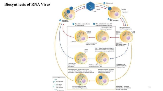 A complete overview of Replication in viruses | PPT