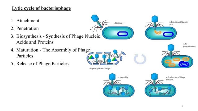 A complete overview of Replication in viruses | PPT