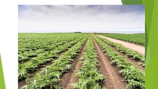 CONOCIMIENTO DE PROCESO DE SIEMBRA DE HORTALIZAS | PPTX