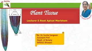 3. Root Apical Meristem and theories of root apical meristem | PPTX