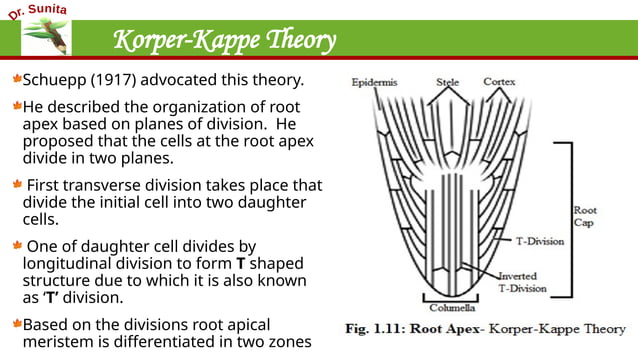 3. Root Apical Meristem and theories of root apical meristem | PPTX ...