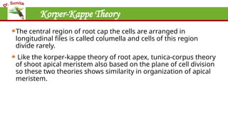 3. Root Apical Meristem and theories of root apical meristem | PPTX