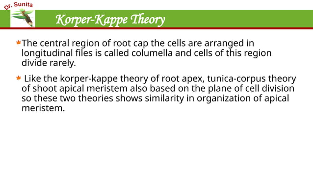 3. Root Apical Meristem and theories of root apical meristem | PPTX ...
