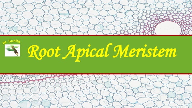3. Root Apical Meristem and theories of root apical meristem | PPTX ...