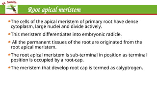 3. Root Apical Meristem and theories of root apical meristem | PPTX