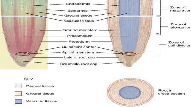 3. Root Apical Meristem and theories of root apical meristem | PPTX ...