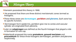 3. Root Apical Meristem and theories of root apical meristem | PPTX