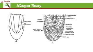 3. Root Apical Meristem and theories of root apical meristem | PPTX