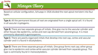3. Root Apical Meristem and theories of root apical meristem | PPTX