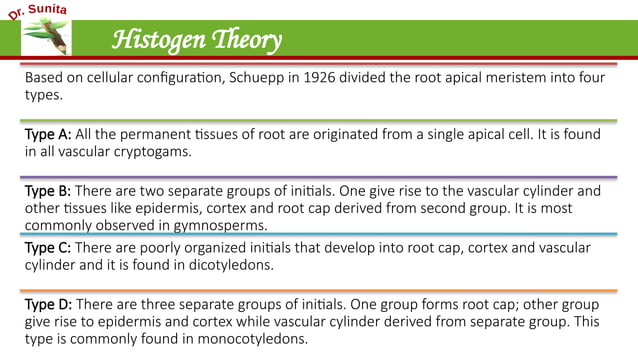 3. Root Apical Meristem and theories of root apical meristem | PPTX ...