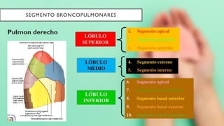 3. ANATOMIA Y FISIOLOGIA DEL PULMON.pptx