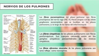 3. ANATOMIA Y FISIOLOGIA DEL PULMON.pptx