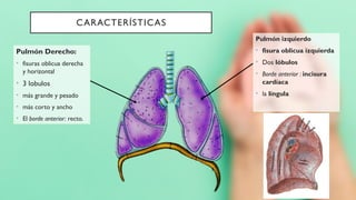 3. ANATOMIA Y FISIOLOGIA DEL PULMON.pptx