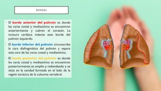 3. ANATOMIA Y FISIOLOGIA DEL PULMON.pptx