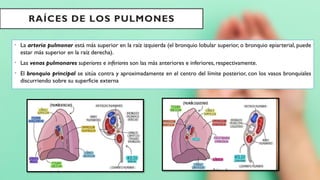 3. ANATOMIA Y FISIOLOGIA DEL PULMON.pptx