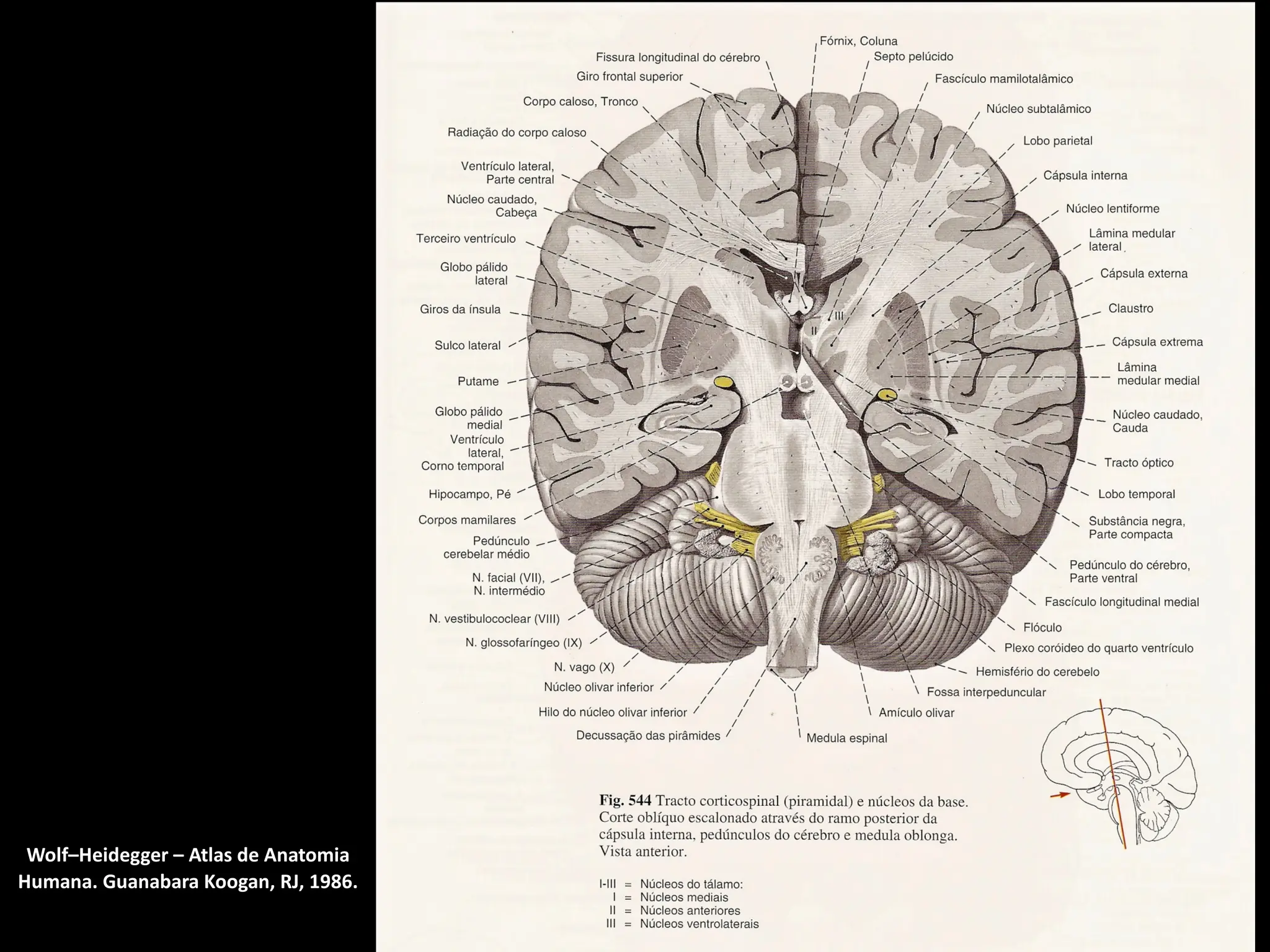 NÚCLEOS DA BASE- ANATOMIA DO CORPO HUMANO | PPT