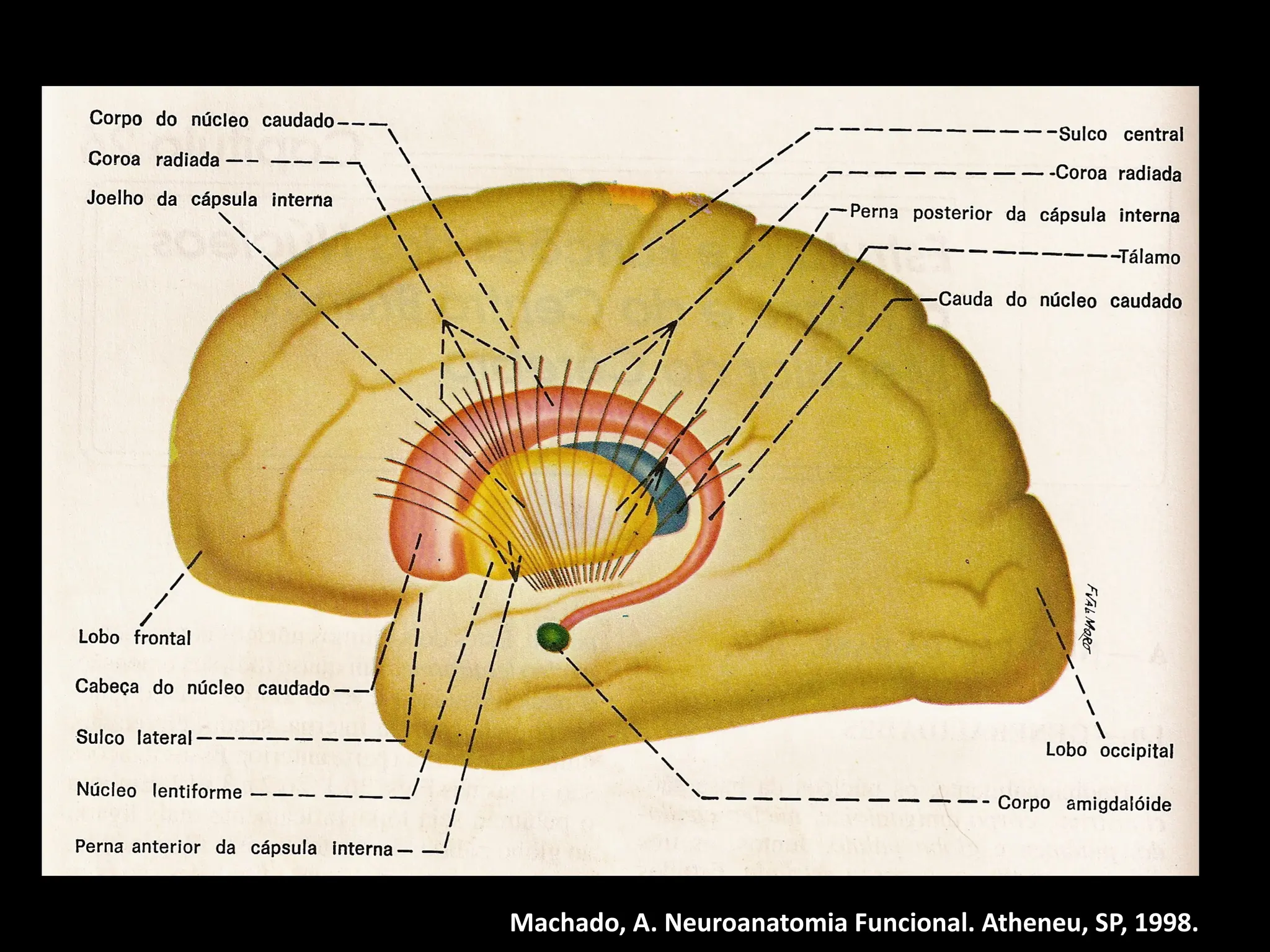 NÚCLEOS DA BASE- ANATOMIA DO CORPO HUMANO | PPT