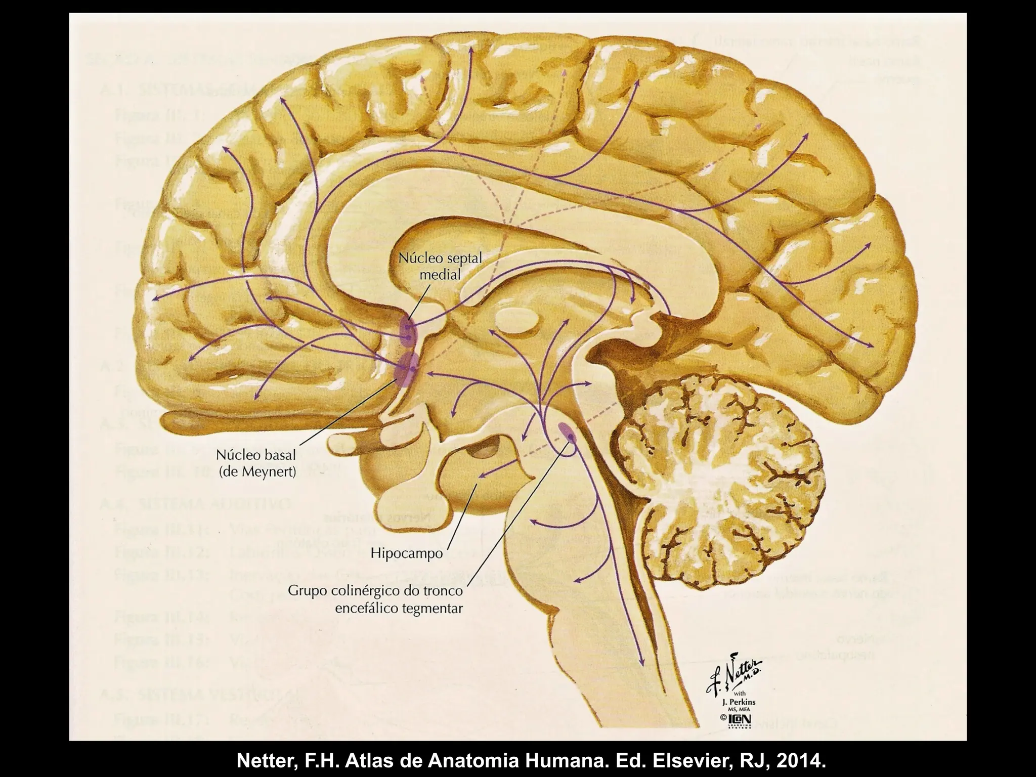 NÚCLEOS DA BASE- ANATOMIA DO CORPO HUMANO | PPT