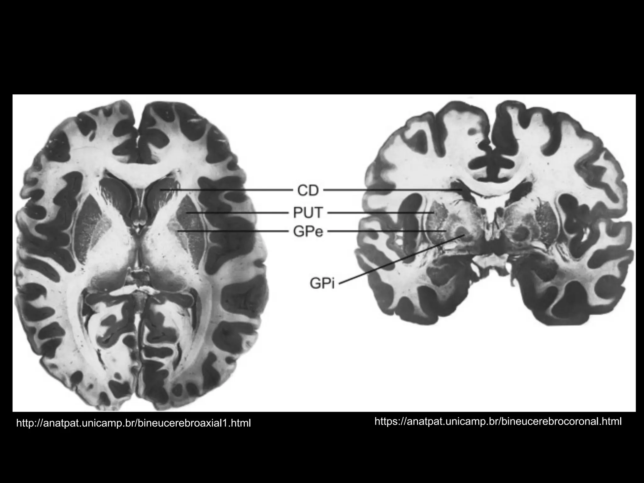 NÚCLEOS DA BASE- ANATOMIA DO CORPO HUMANO | PPT
