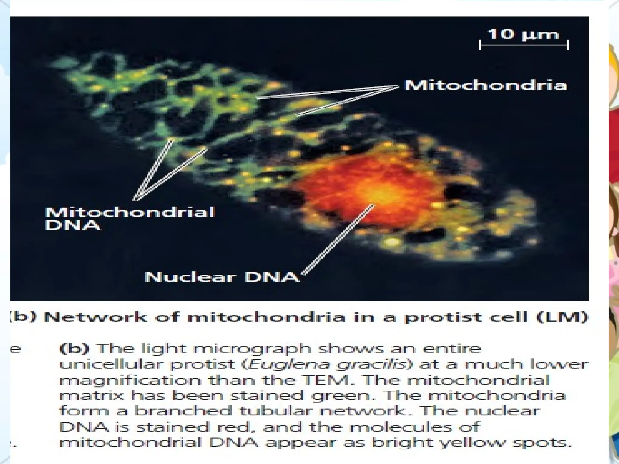 3. CELL STRUCTURE & FUNCTION.pptx earth and life science | PPT