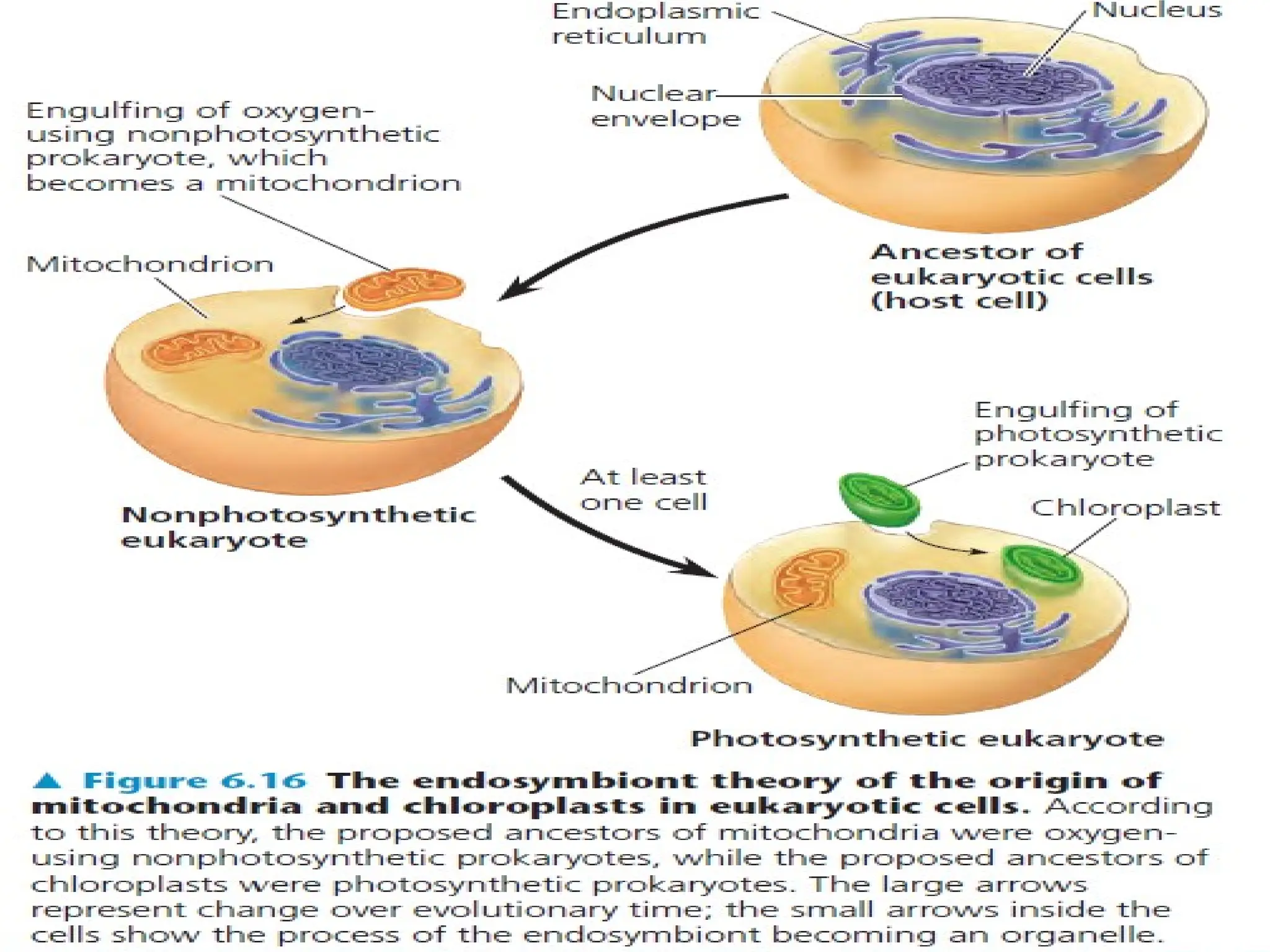 3. CELL STRUCTURE & FUNCTION.pptx earth and life science | PPT
