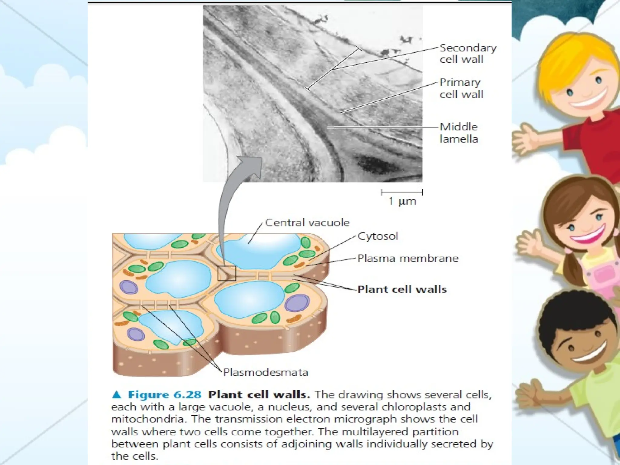 3. CELL STRUCTURE & FUNCTION.pptx earth and life science | PPT