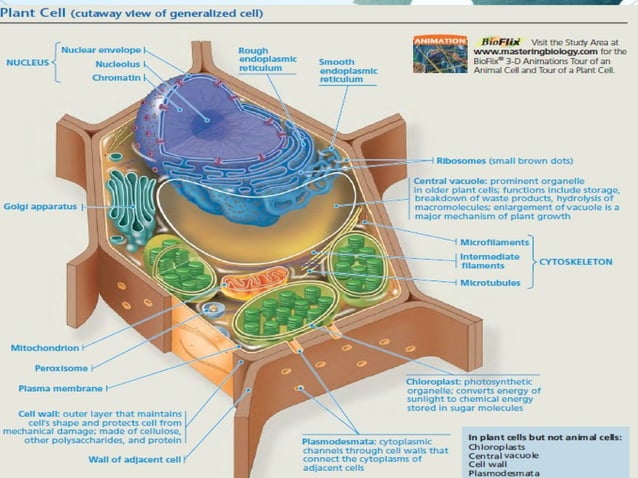 3. CELL STRUCTURE & FUNCTION.pptx earth and life science | PPT