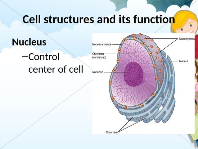 3. CELL STRUCTURE & FUNCTION.pptx earth and life science | PPT
