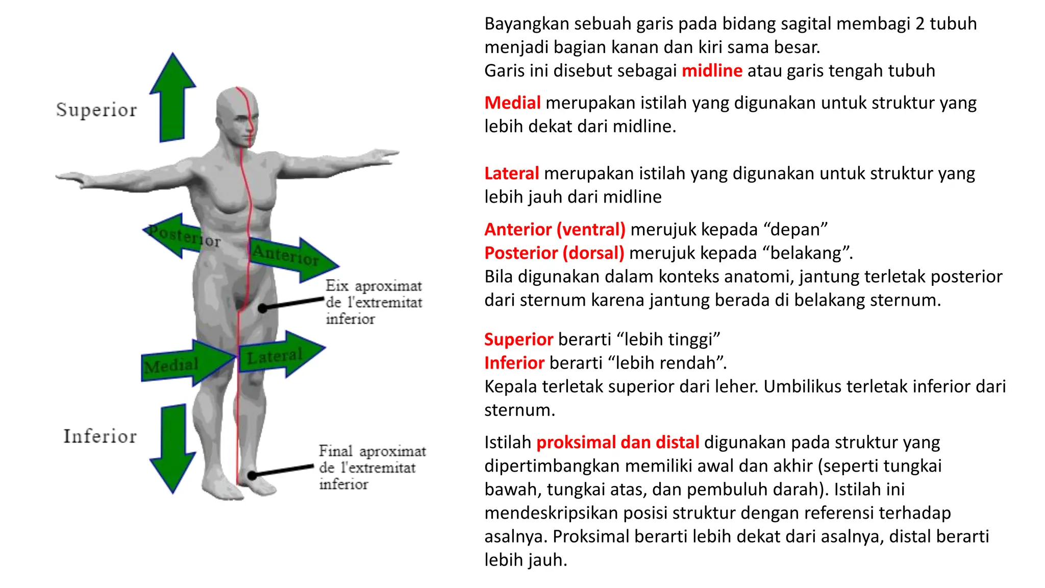 BIDANG ANATOMI dan SENDI GERAK PADA MANUSIA | PDF
