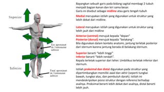 BIDANG ANATOMI dan SENDI GERAK PADA MANUSIA | PPT