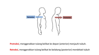 BIDANG ANATOMI dan SENDI GERAK PADA MANUSIA | PDF